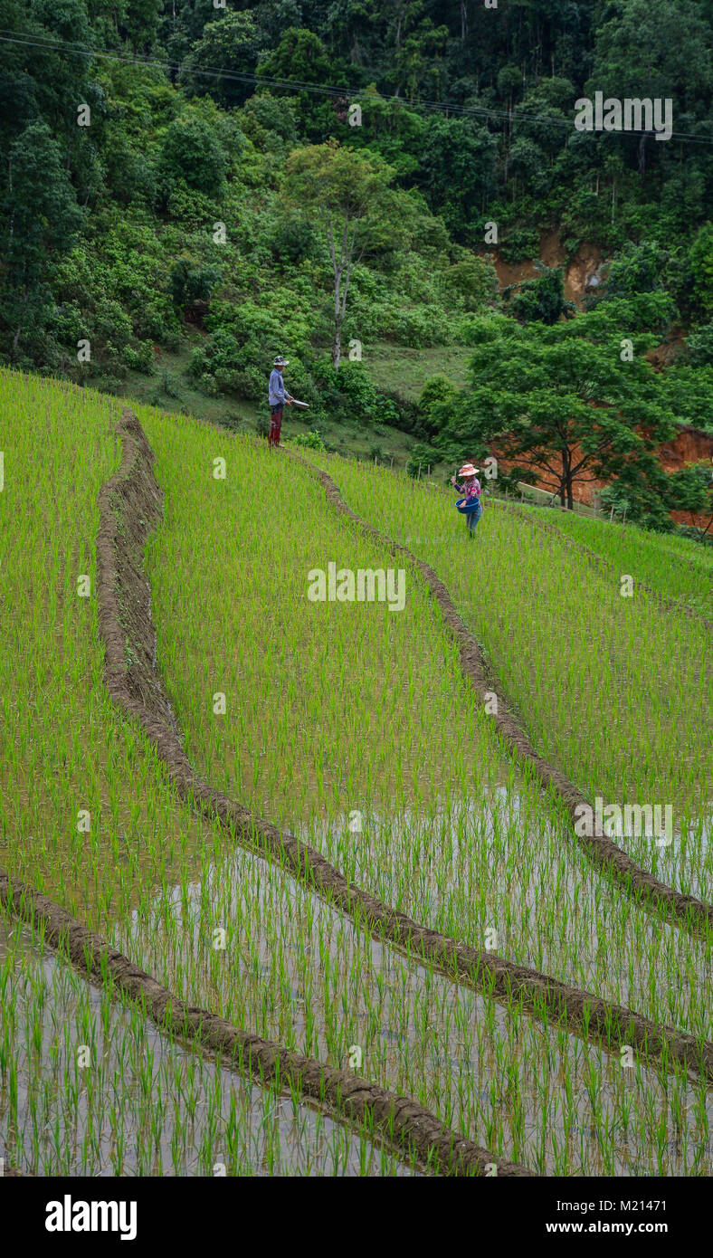 People working on terraced rice field in Ha Giang, Northern Vietnam ...