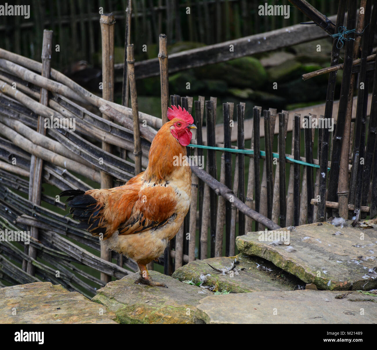 Live poultry vietnam hi-res stock photography and images - Alamy