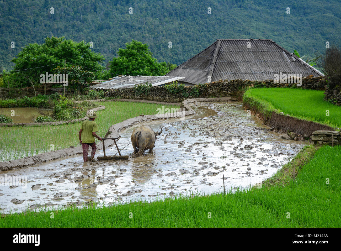 A man working with buffalo on rice field in Sa Pa, Vietnam Stock Photo ...
