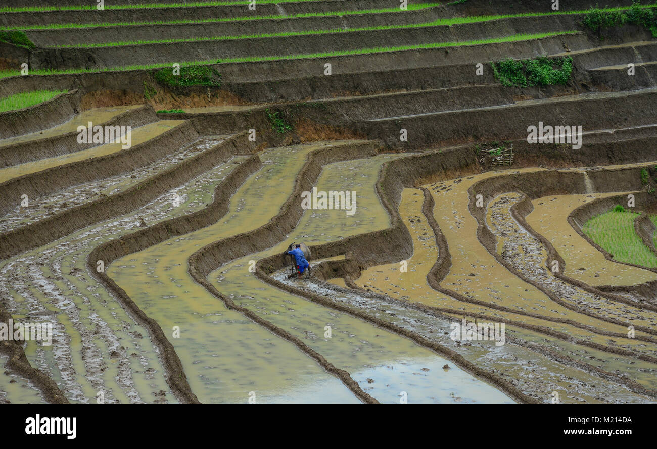 People working on rice field at summer in North-west of Vietnam Stock ...