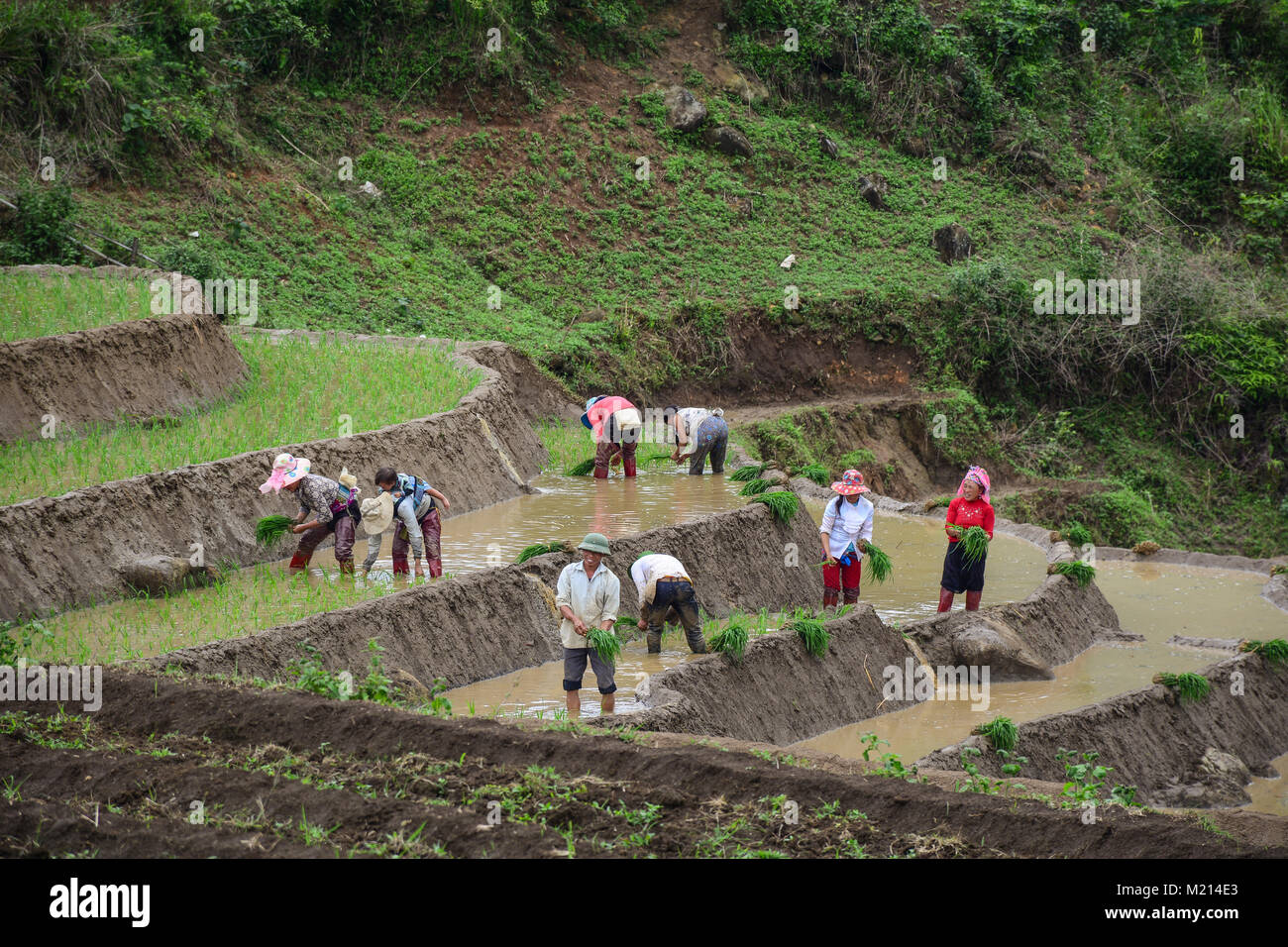 Lao Cai, Vietnam - Jun 1, 2016. Hmong people working on terraced rice ...