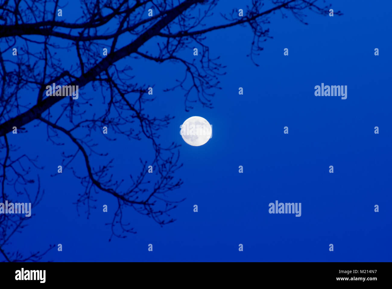 Early evening full moon in late autumn in dark blue sky next to bare ...