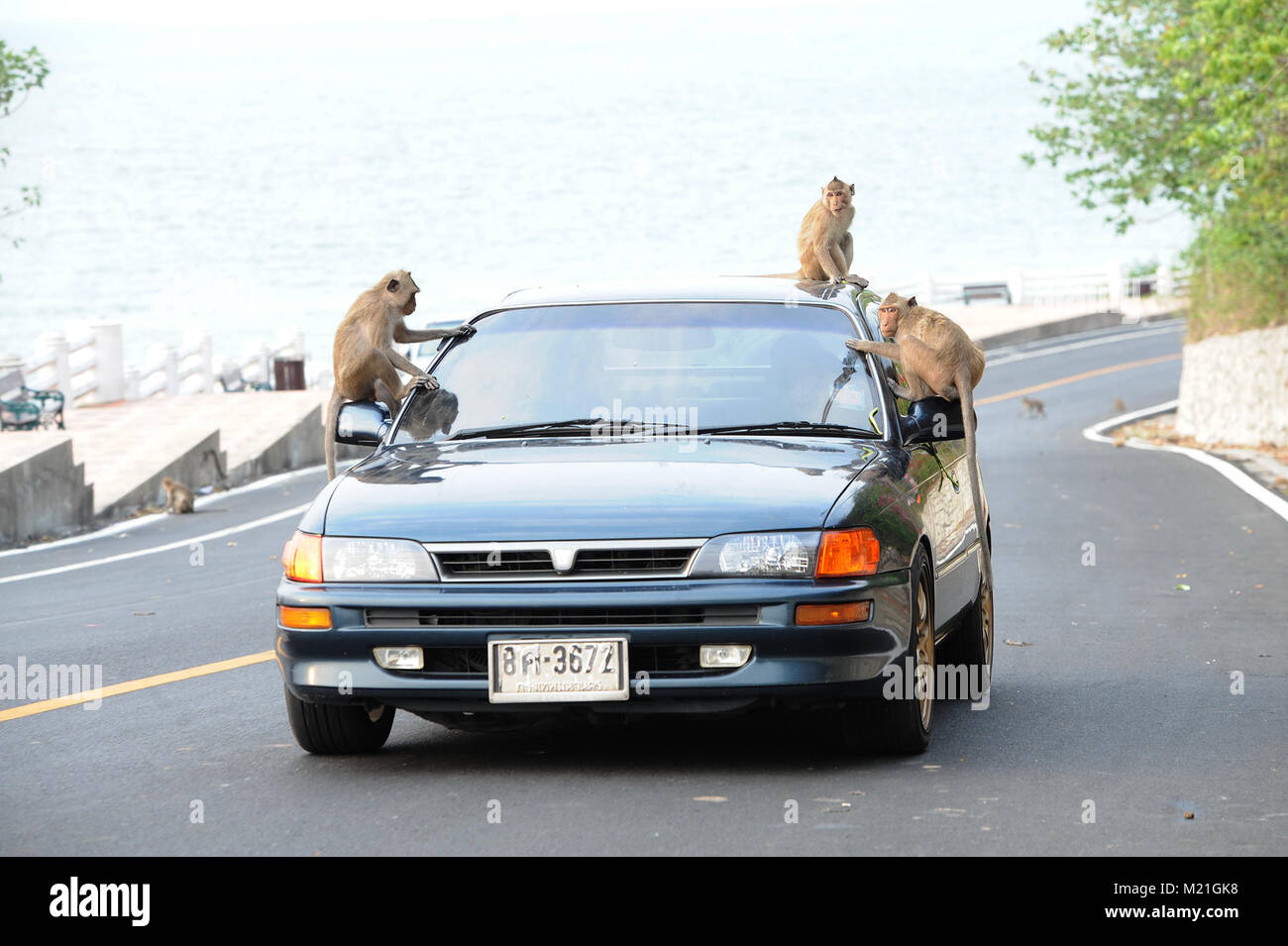 Chonburi. 3rd Feb, 2018. Three monkeys cling to a moving car at a ...