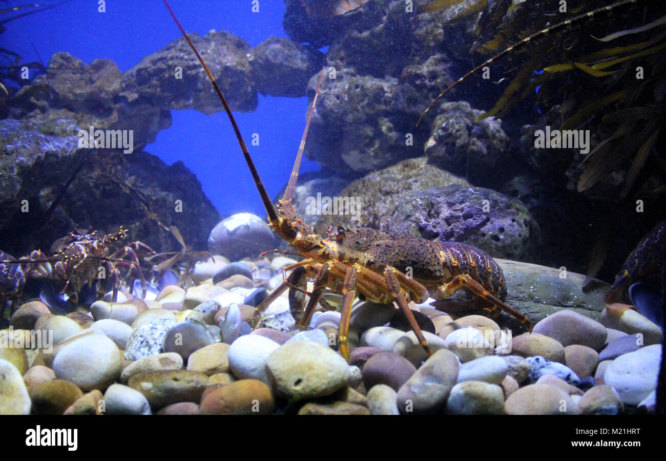 Lobster underwater hi-res stock photography and images - Alamy