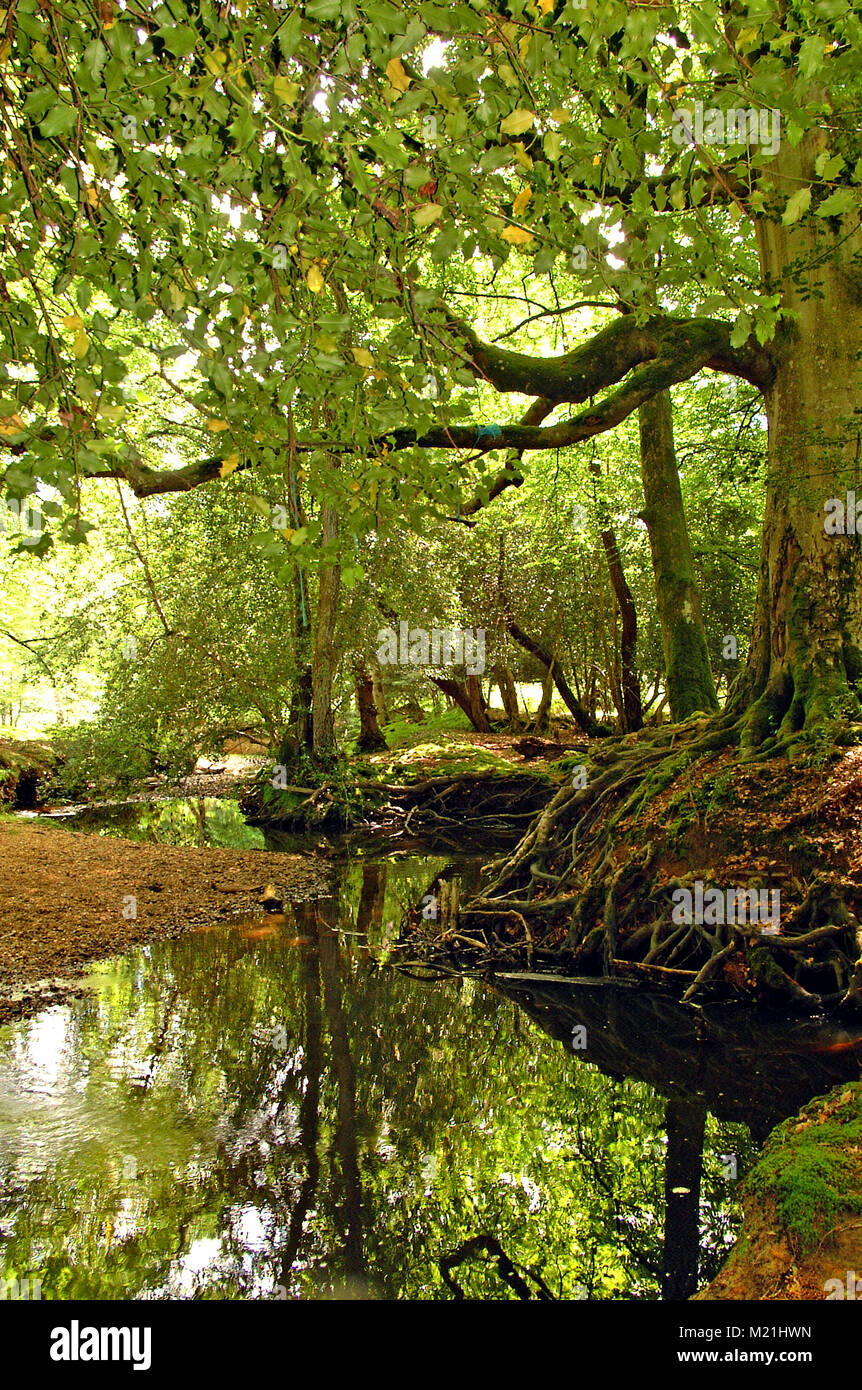 New Forest Stream, Hampshire, England Stock Photo - Alamy