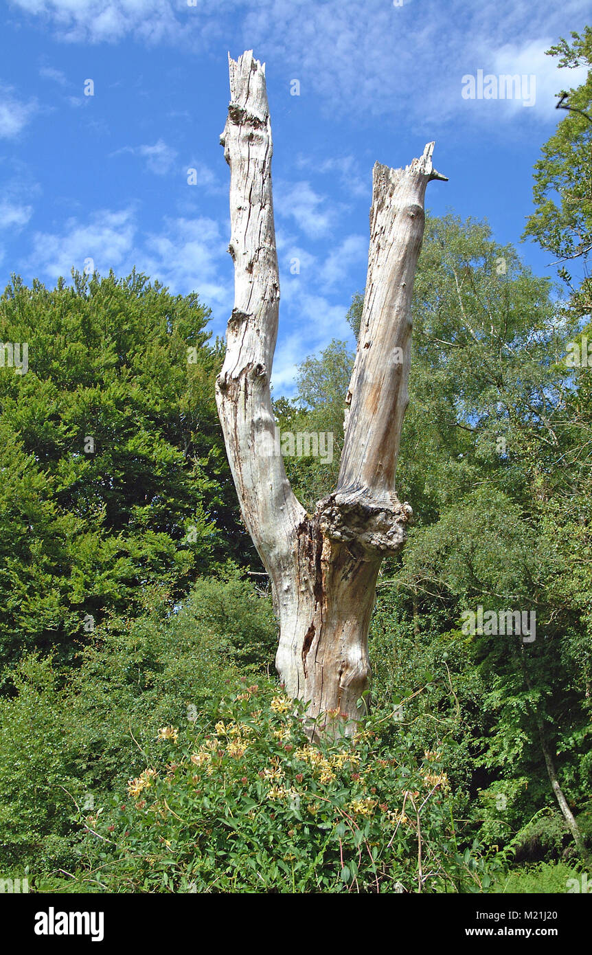 Dead pine tree hi-res stock photography and images - Alamy
