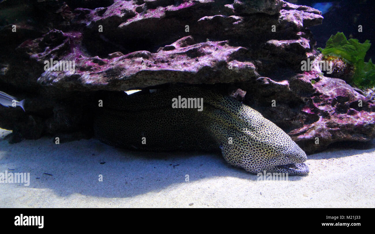 Morea High Resolution Stock Photography and Images - Alamy