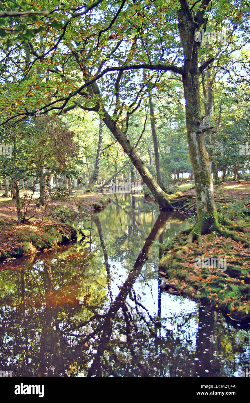 New Forest Stream, Blackwater, Hampshire, England Stock Photo - Alamy