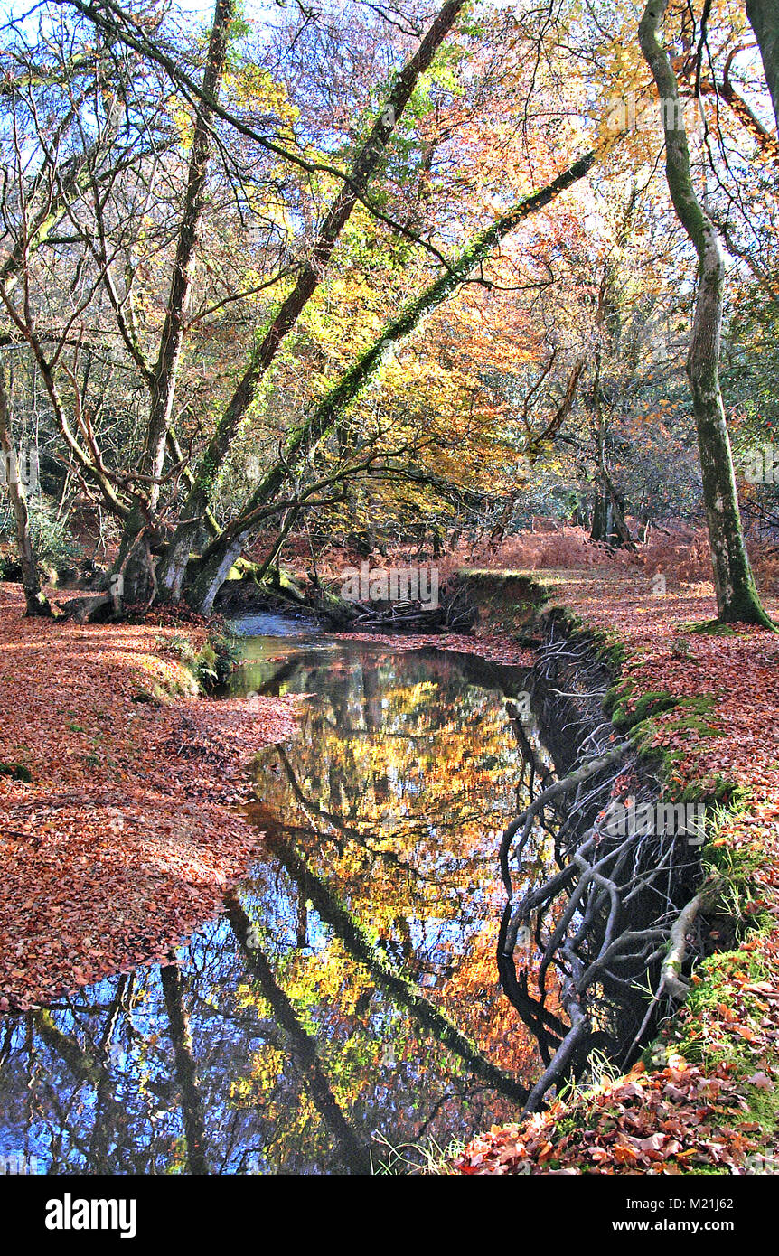 New Forest Stream in Autumn, Hampshire, England Stock Photo - Alamy