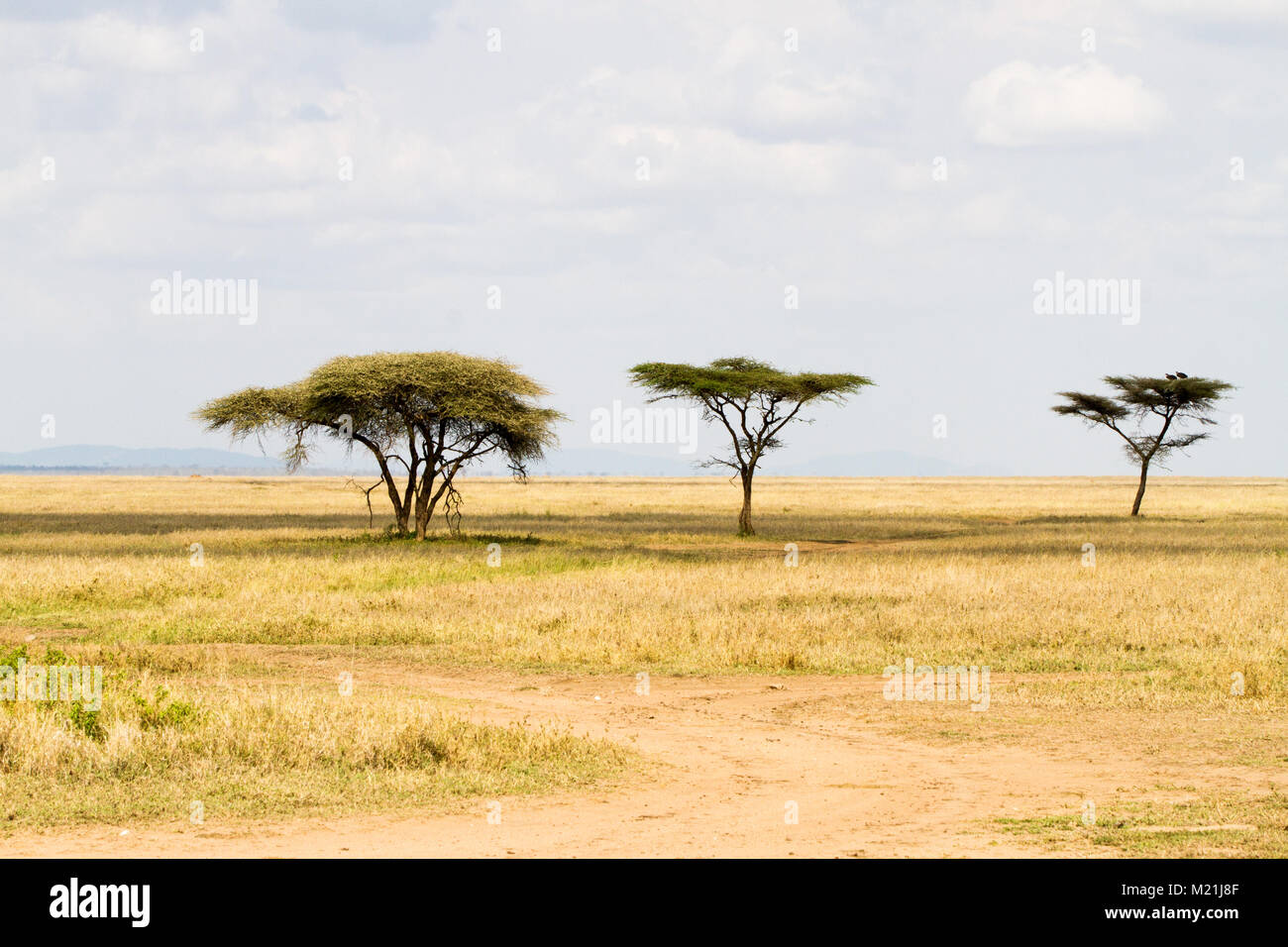 Serengeti National Park, Tanzanian national park in the Serengeti ...