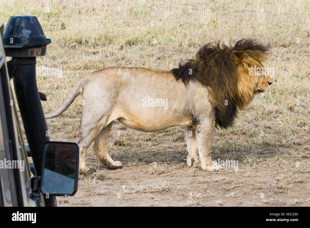 Male East African lion (Panthera leo melanochaita), species in the ...