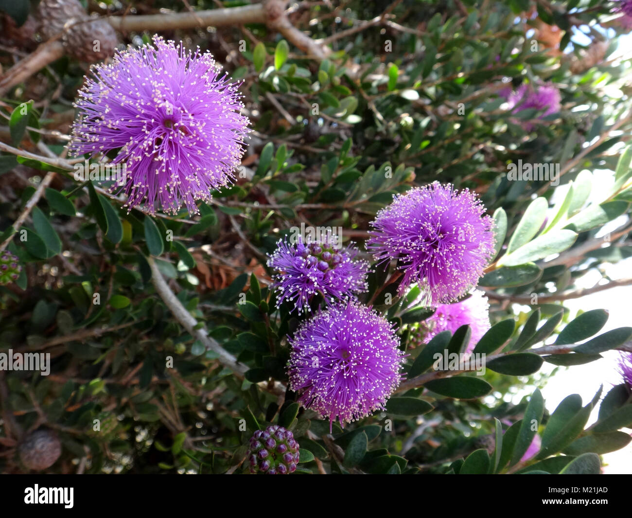 African flowers hi-res stock photography and images - Alamy