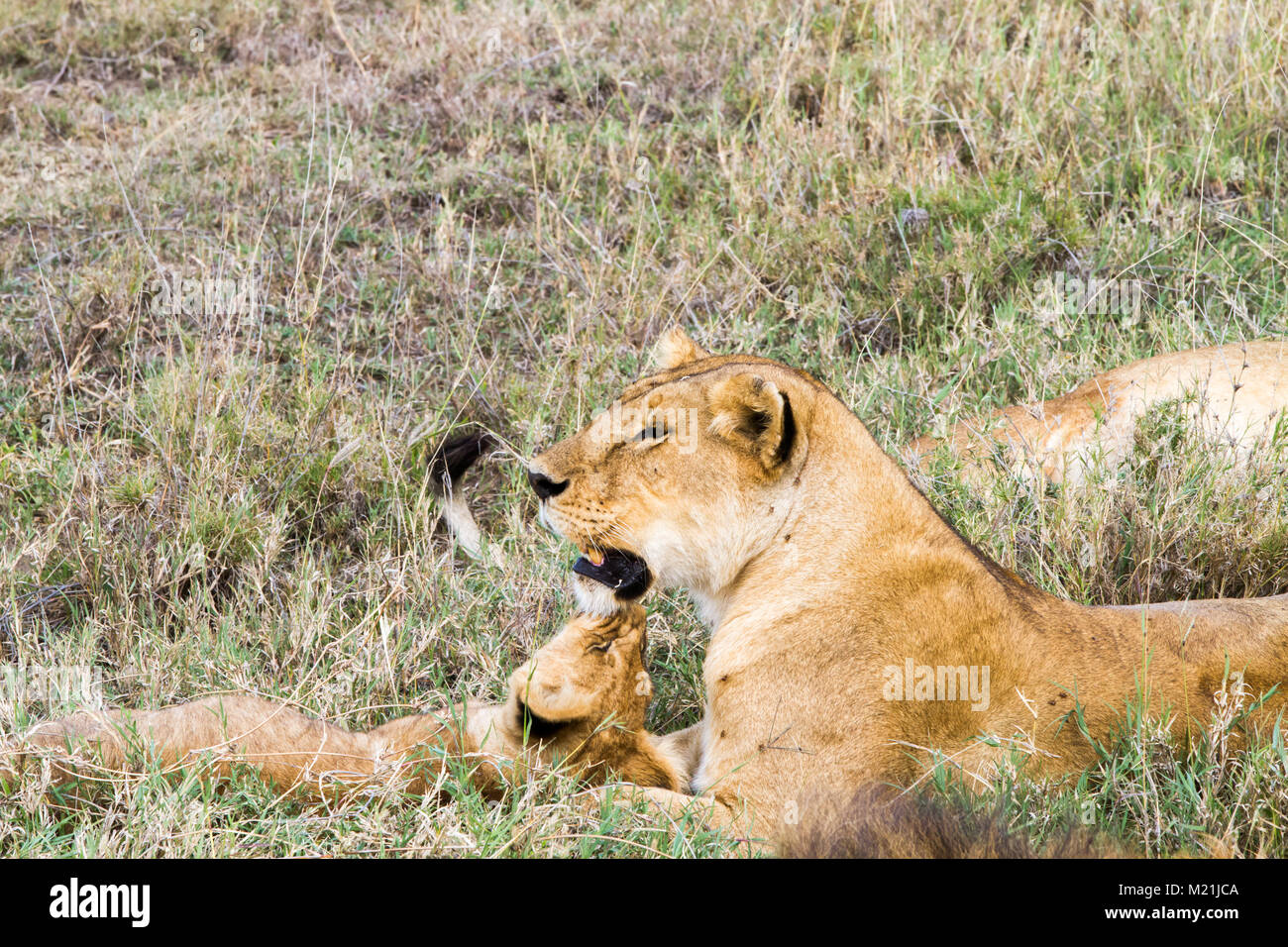 East African lion family (Panthera leo melanochaita), species in the ...