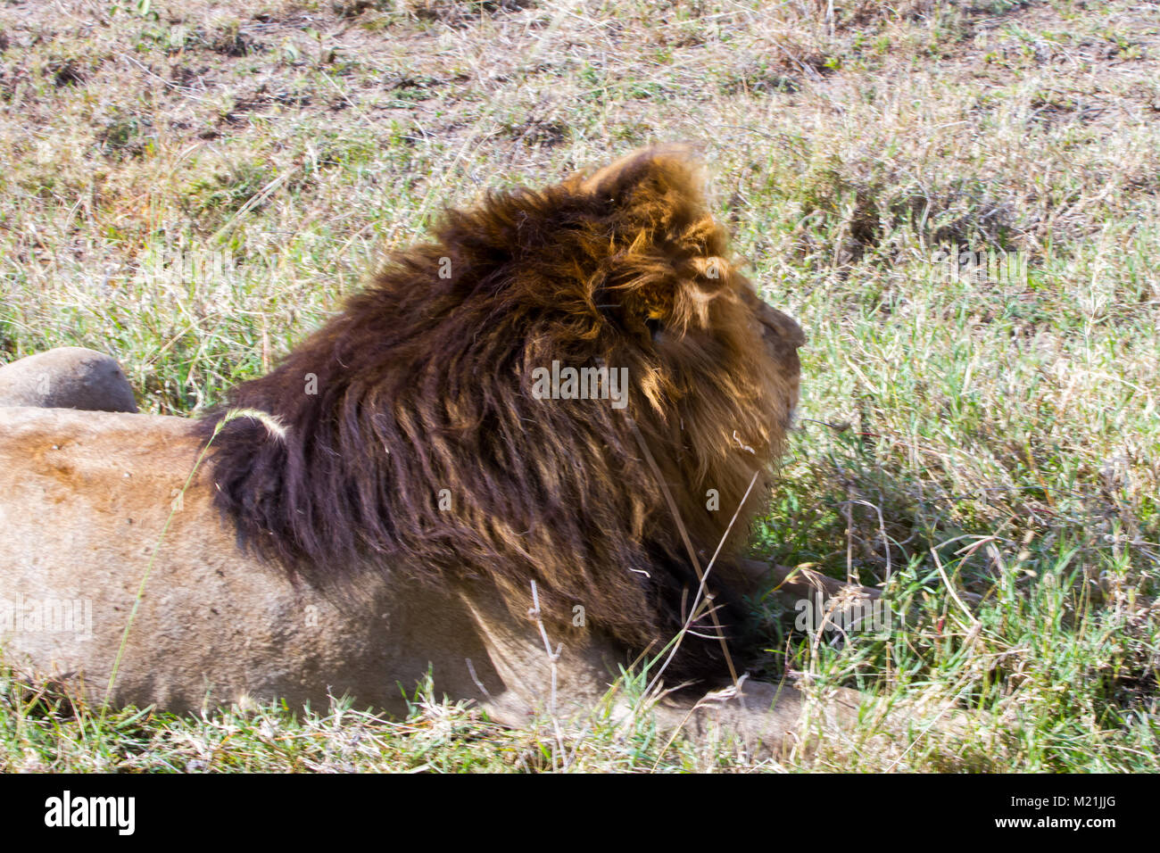 Male East African lion (Panthera leo melanochaita), species in the ...