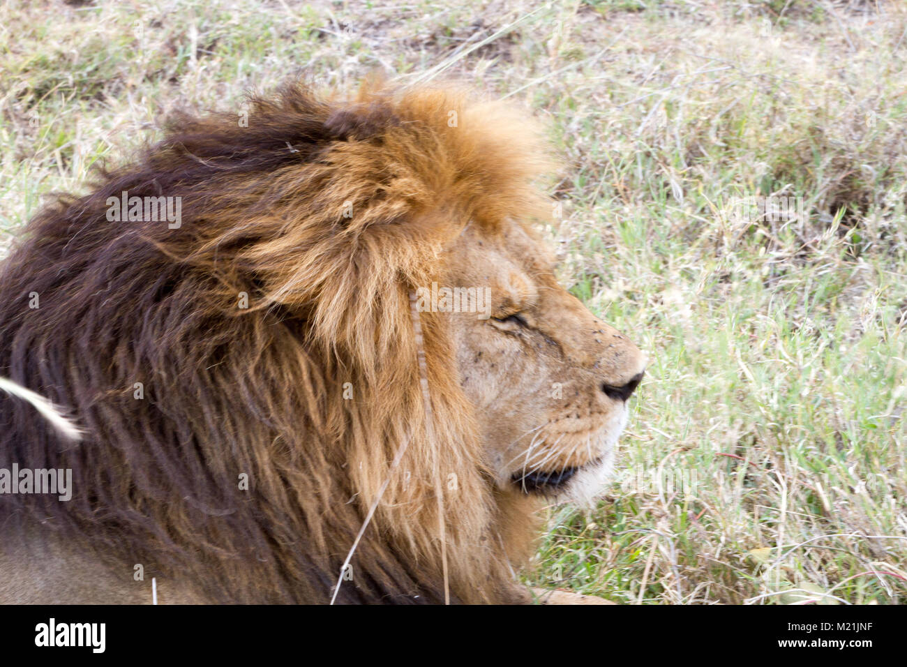 Male East African lion (Panthera leo melanochaita), species in the ...