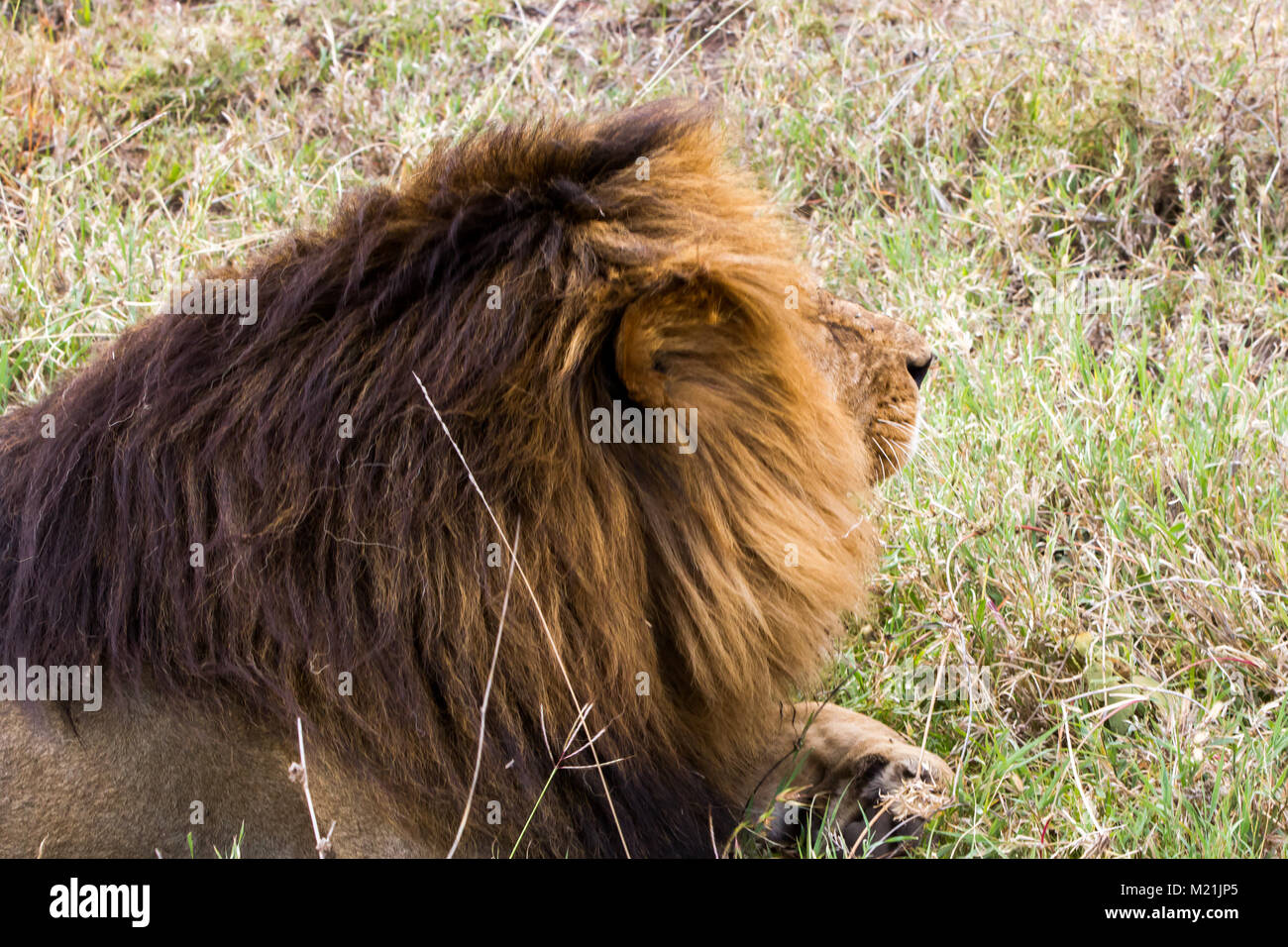 Male East African lion (Panthera leo melanochaita), species in the ...