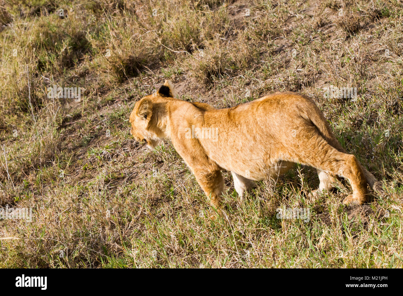 East African lion cubs (Panthera leo melanochaita), species in the ...