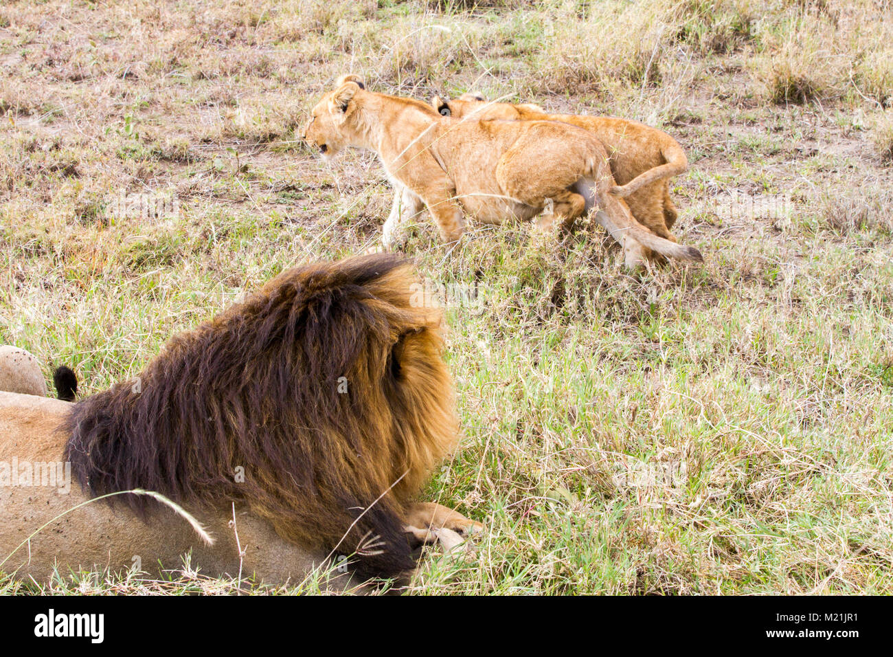 East African lion with cubs (Panthera leo melanochaita), species in the ...