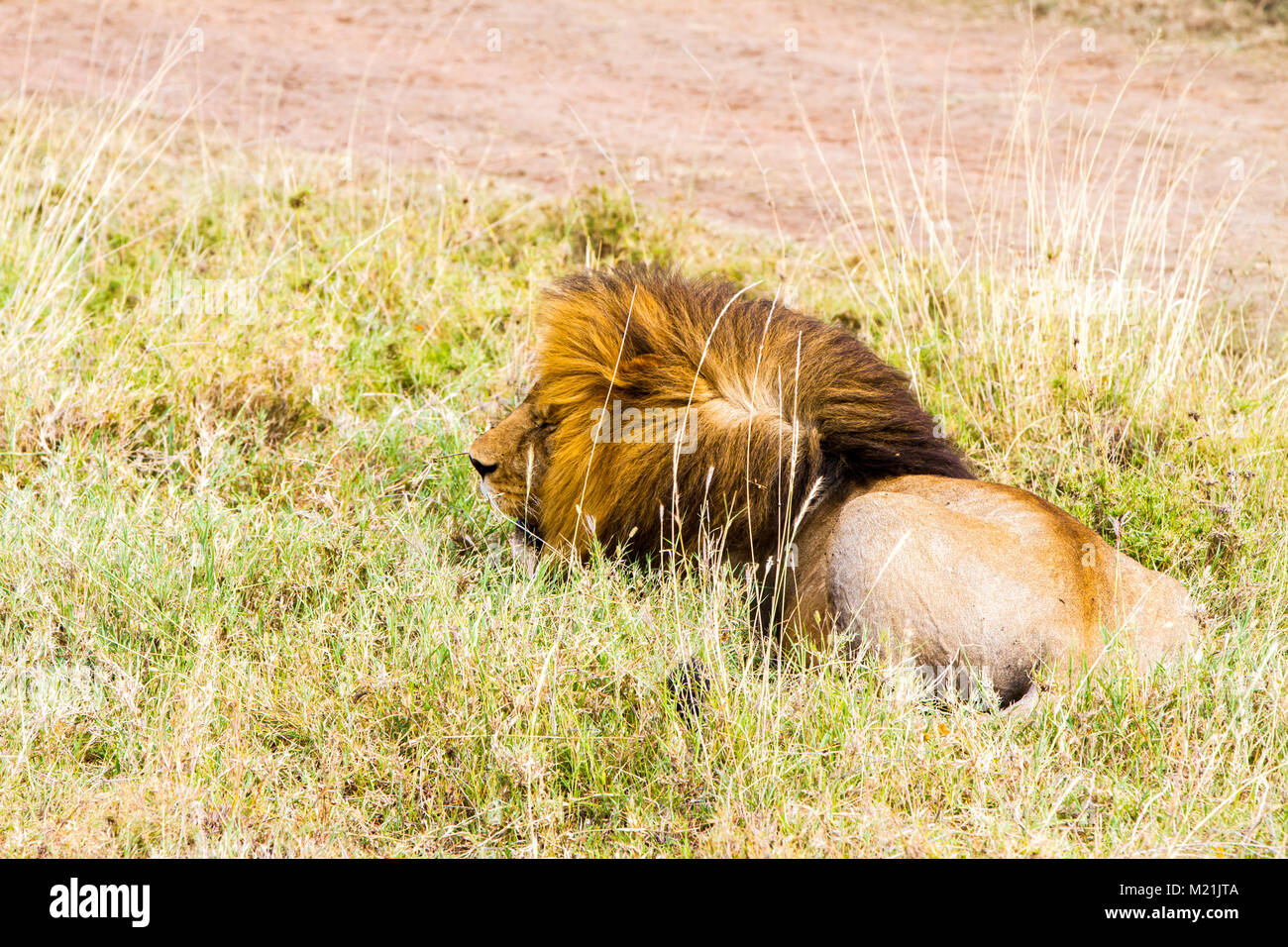 Male East African lion (Panthera leo melanochaita), species in the ...