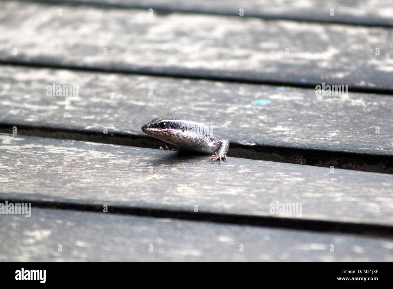 Small lizard at Kruger park Stock Photo - Alamy