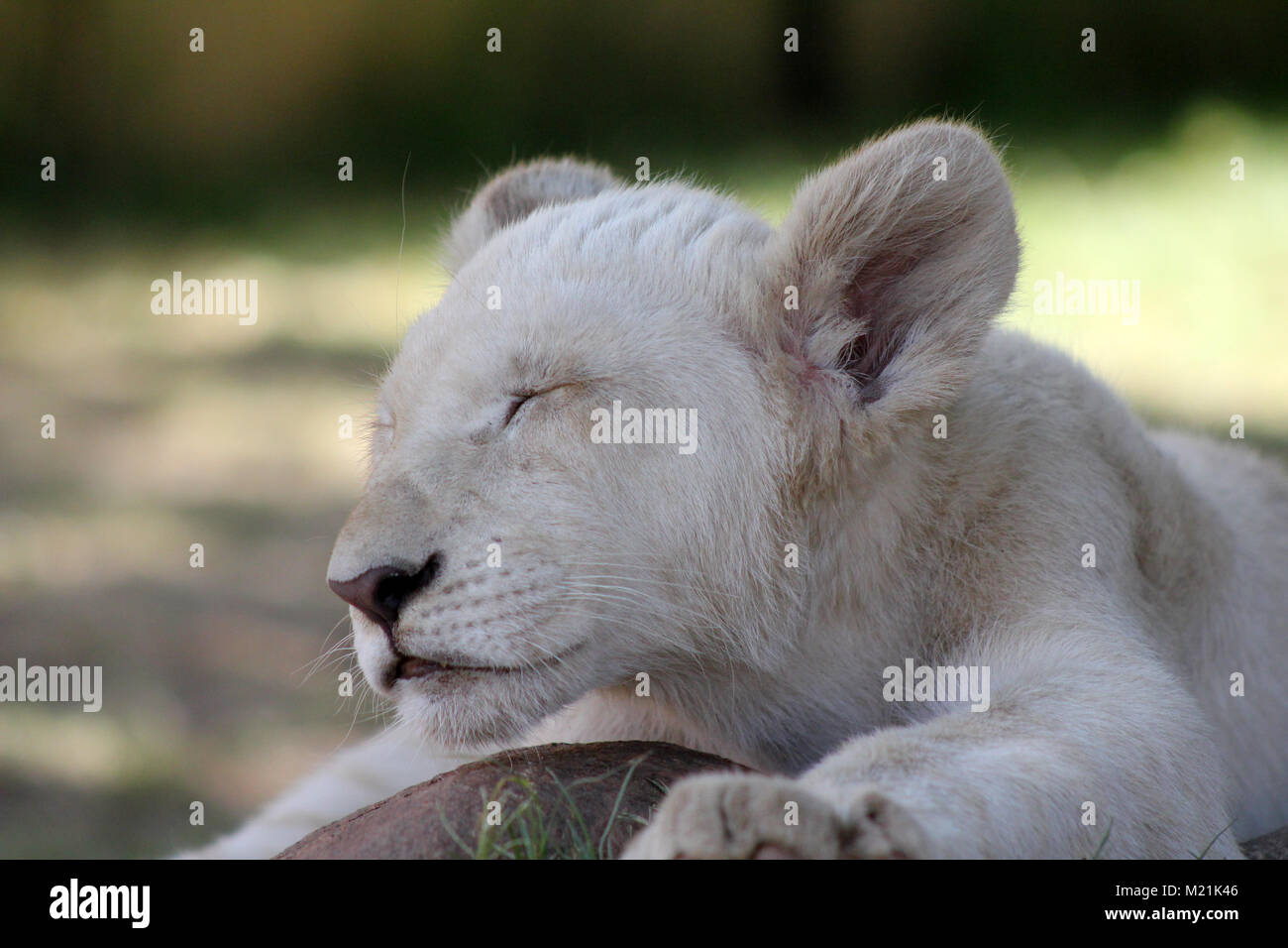 White lion puppy or cub with green eyes close up Stock Photo - Alamy