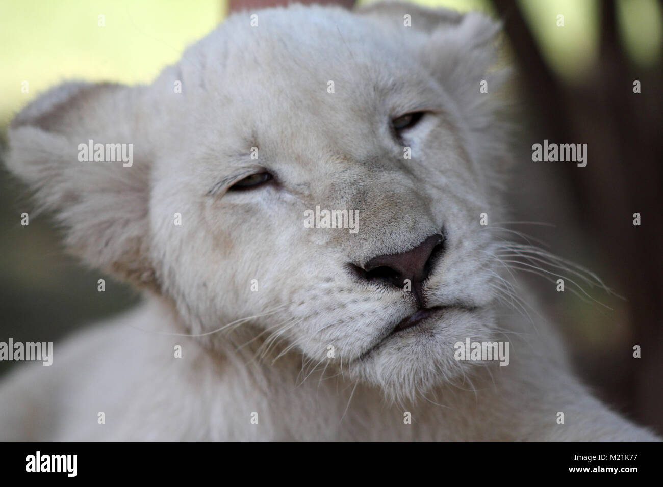 Lion cub eyes hi-res stock photography and images - Alamy
