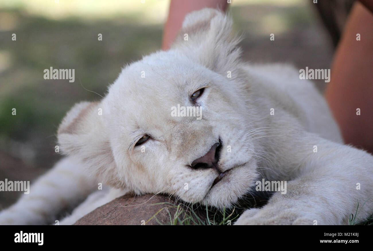 White lion puppy or cub with green eyes close up Stock Photo - Alamy
