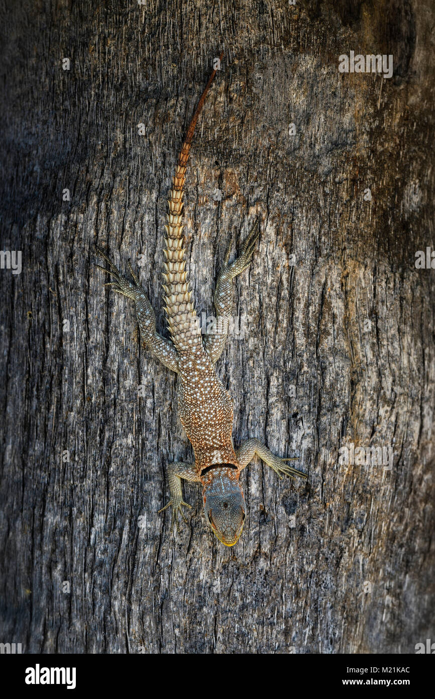 Cuvier's Madagascar Swift - Oplurus cuvieri, Madagascar west coast ...