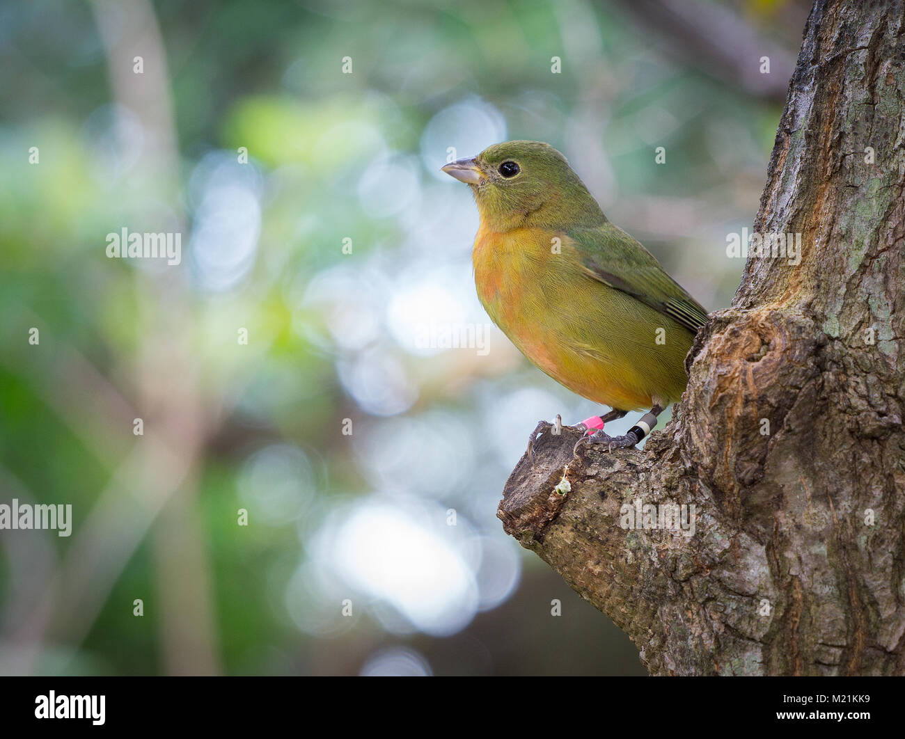 Female painted bunting hi-res stock photography and images - Alamy