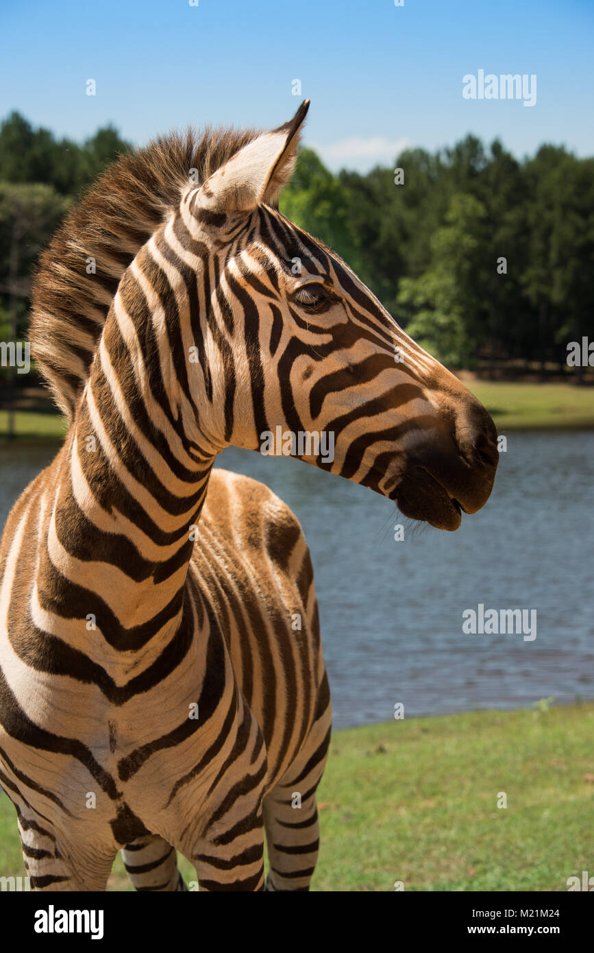 Zebra closeup portrait at blue lake Stock Photo - Alamy