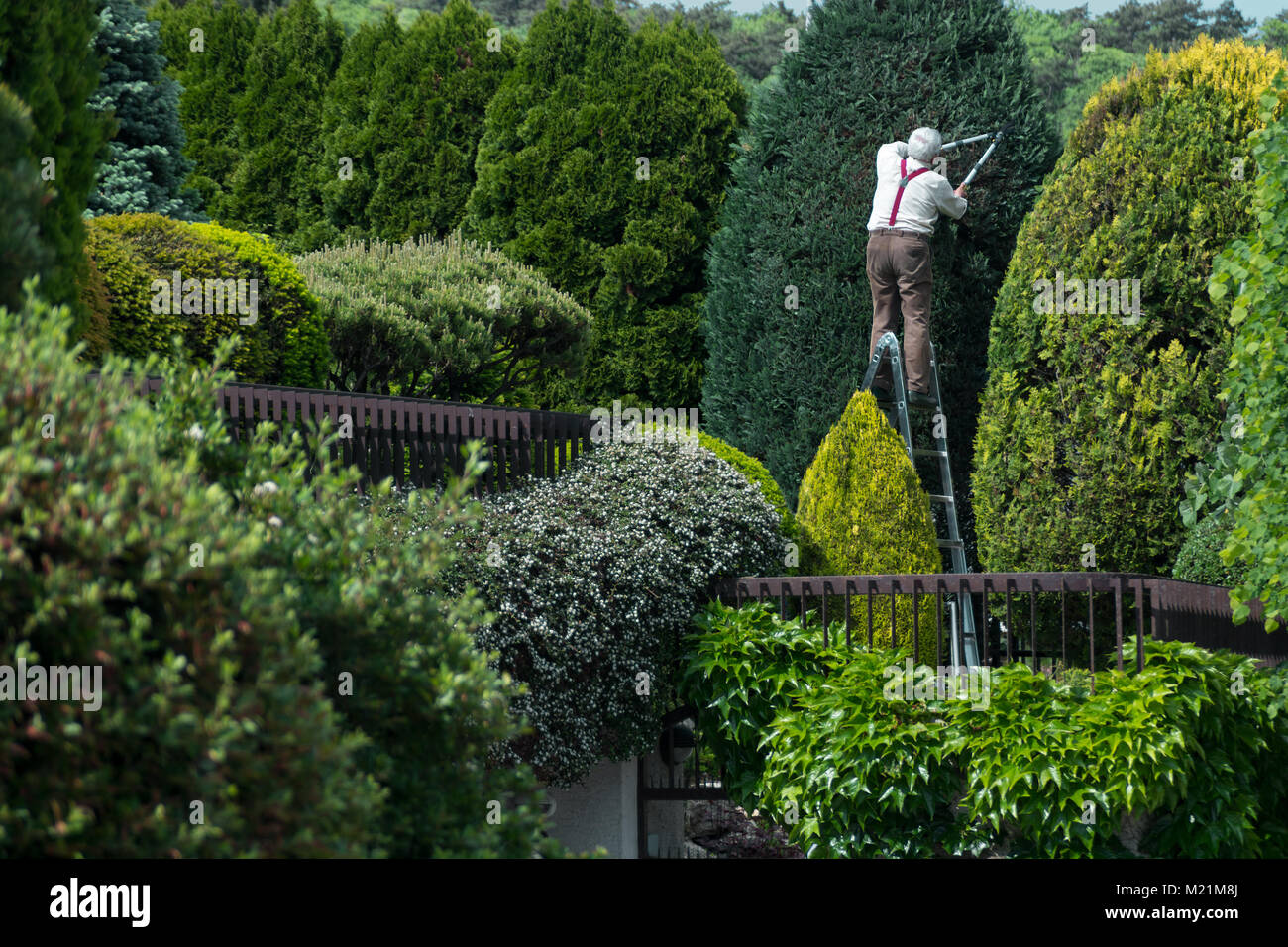 Cutting trees hi-res stock photography and images - Alamy