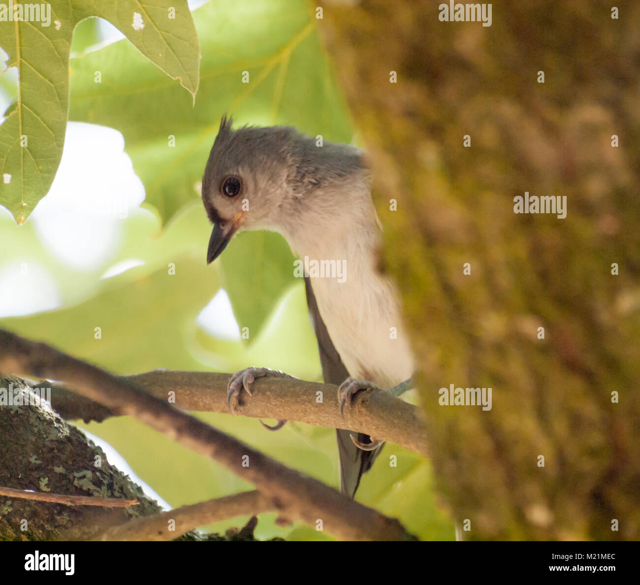 Titmouse bird songbird birds hi-res stock photography and images - Alamy
