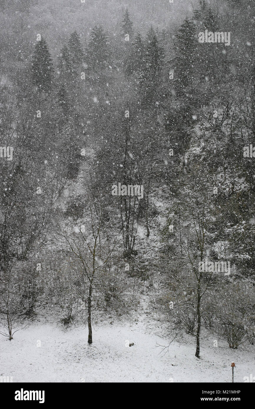 Snowfall in the forest Stock Photo - Alamy