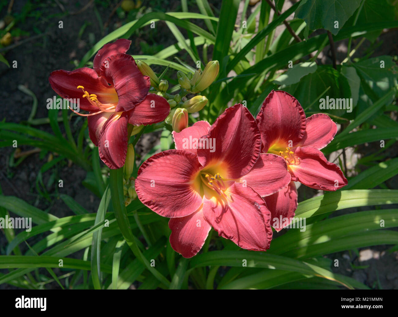 Close-up group of three bright maroon lilies on green background in ...