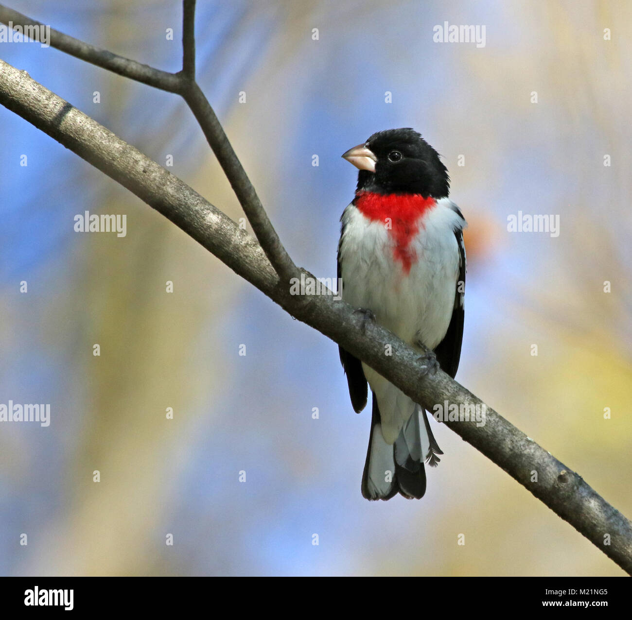A Rose-breasted Grosbeak (Pheucticus ludovicianus) sitting on a branch ...