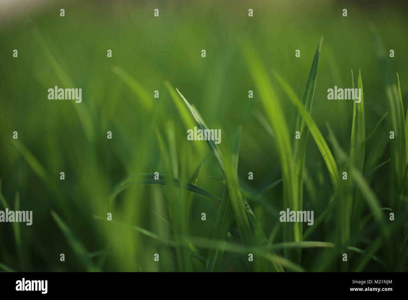 Green blades of grass Stock Photo - Alamy
