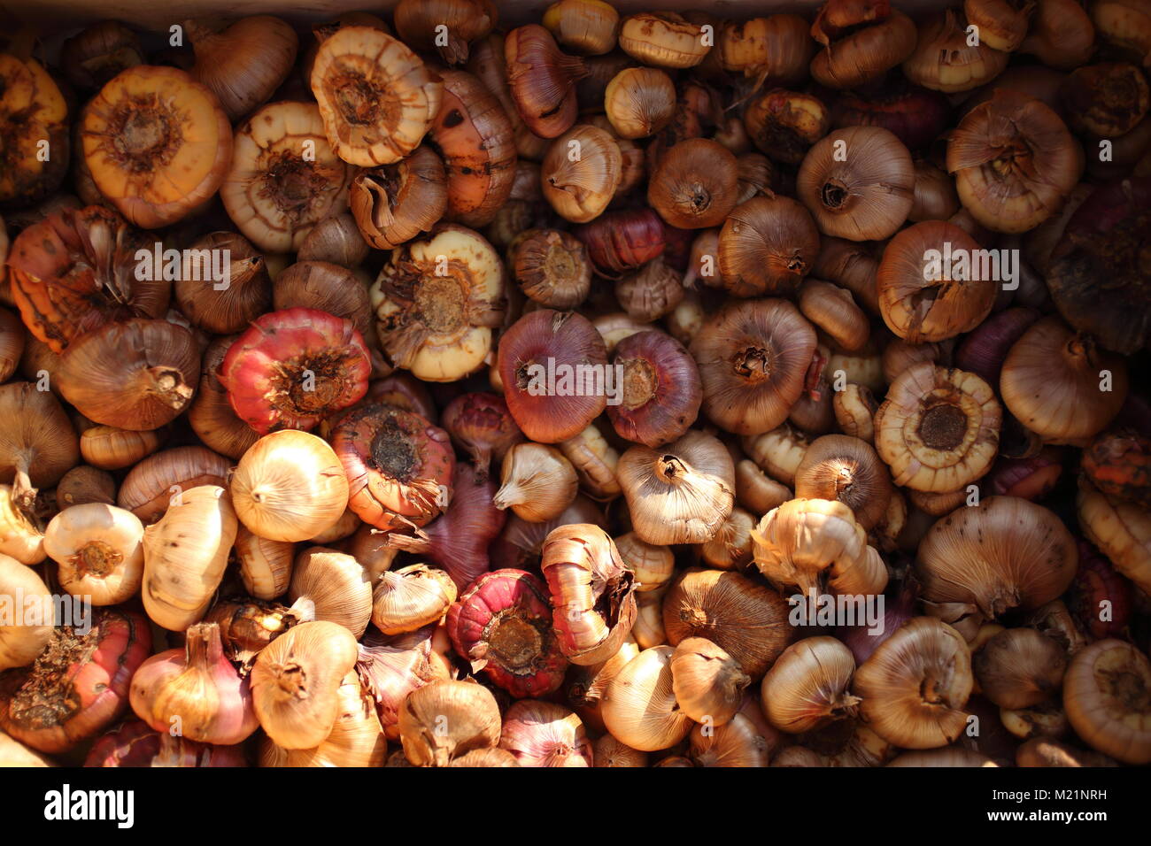 Gladiolus bulbs ready for planting in spring Stock Photo - Alamy