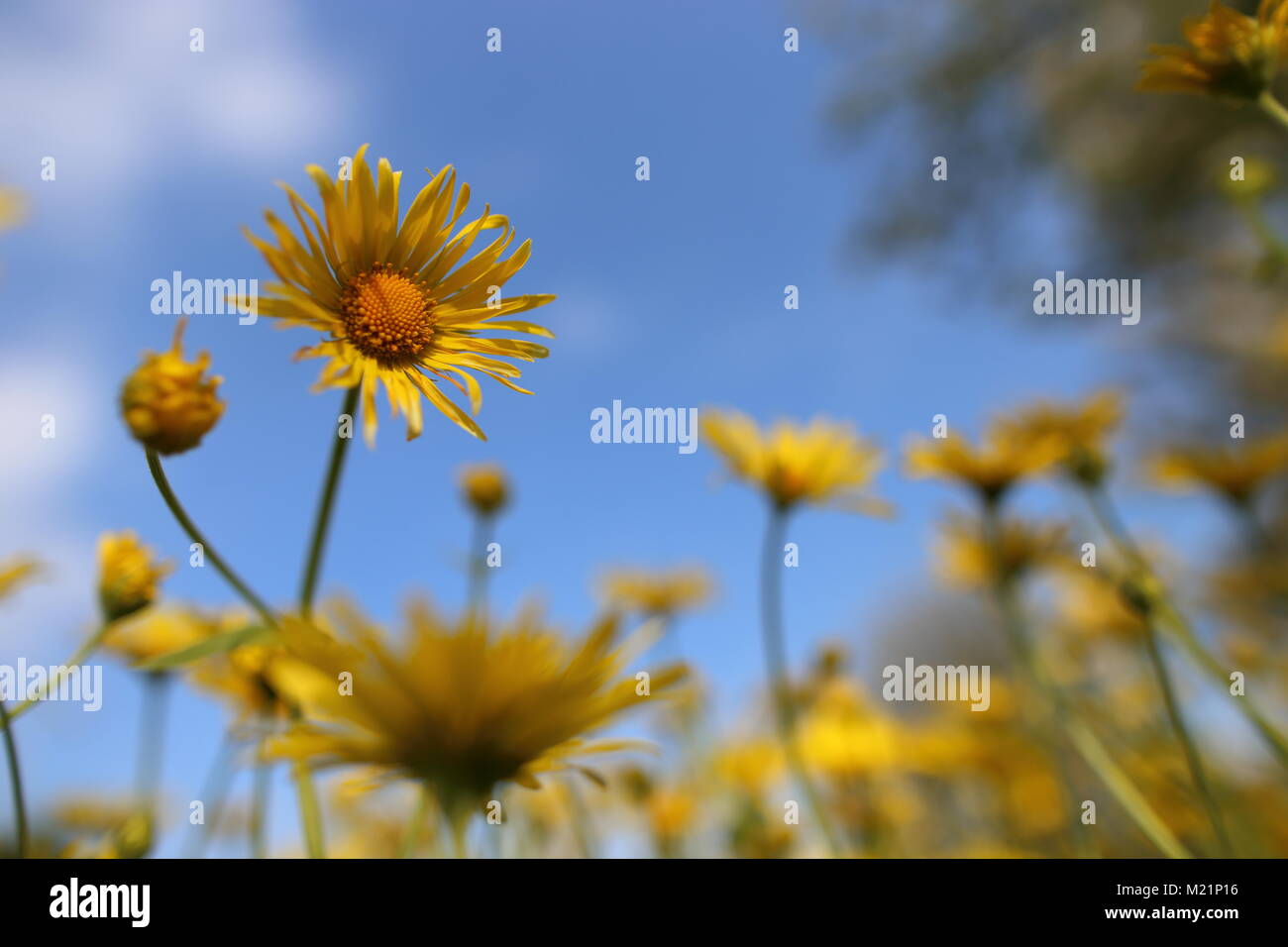 Yelow head hi-res stock photography and images - Alamy