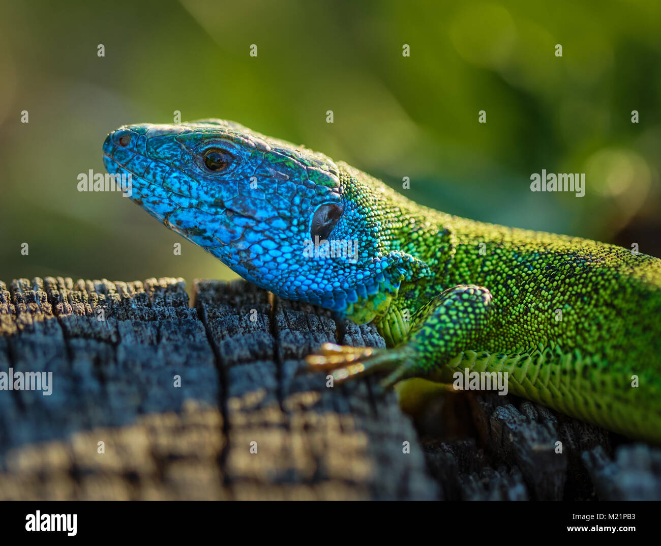 Emerald lizard lacerta viridis hi-res stock photography and images - Alamy