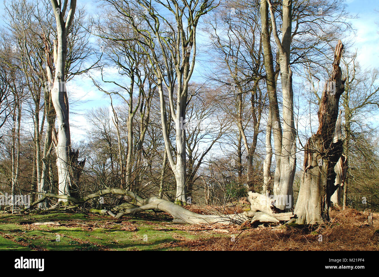 Winter Beech trees in the New Forest, Hampshire, England Stock Photo ...