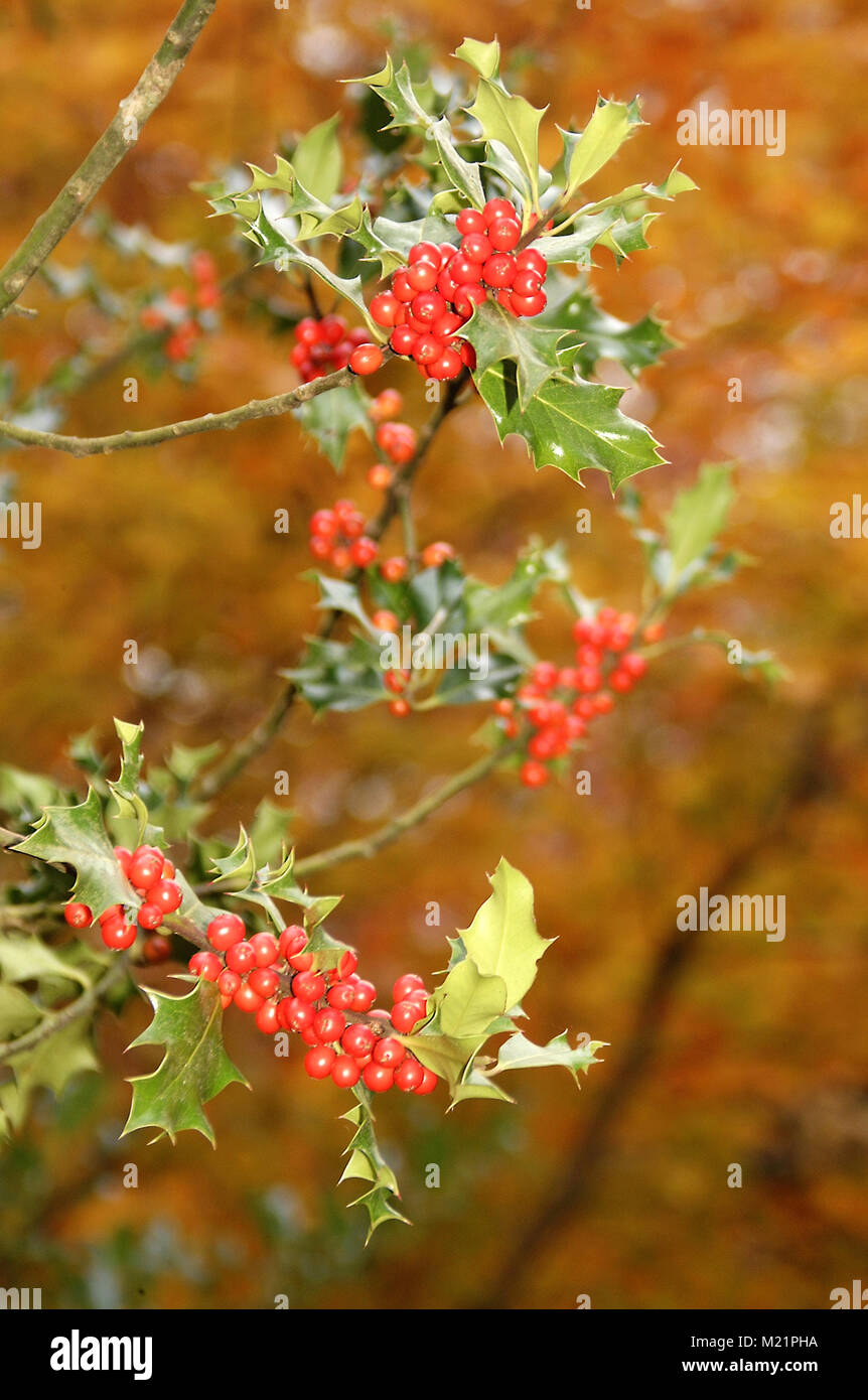 Holly tree hi-res stock photography and images - Alamy
