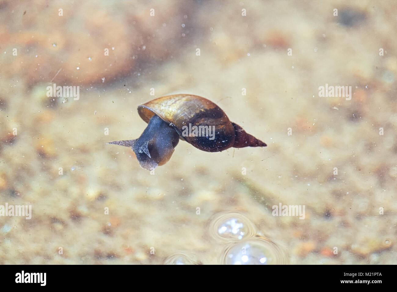 A snail floating on the surface of the water Stock Photo - Alamy
