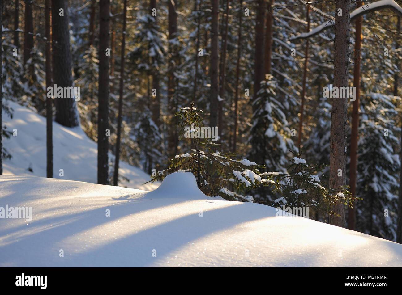 Landscape of the wintery snow covered forest view with sun glare Stock ...