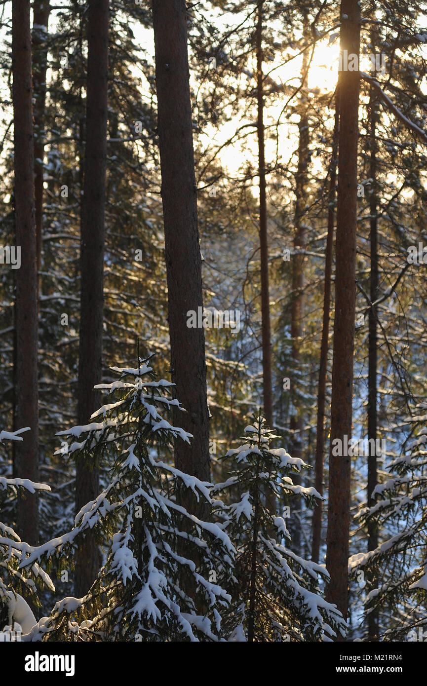 Landscape of the wintery snow covered forest view with sun glare Stock ...