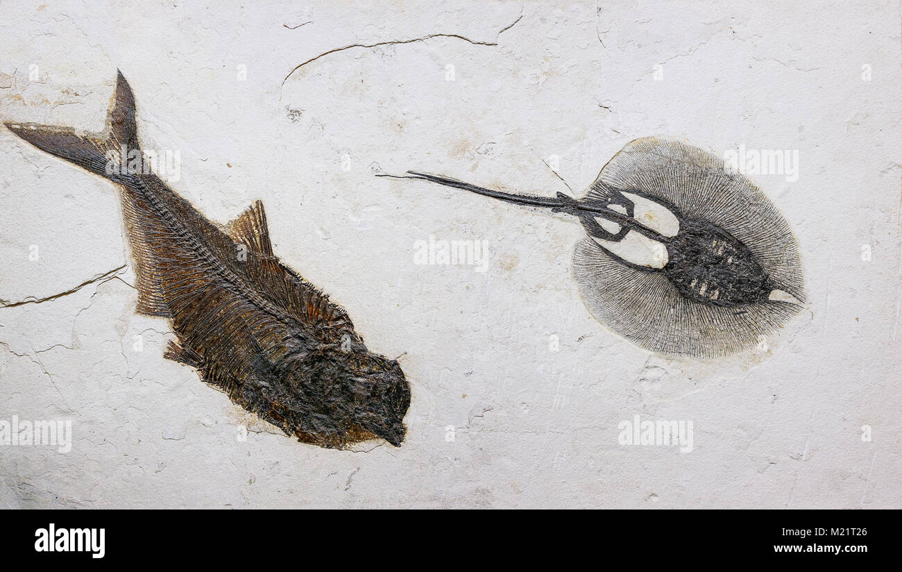 A herring (Diplomystus) and a Stingray (Heliobatis radians) fossil from ...