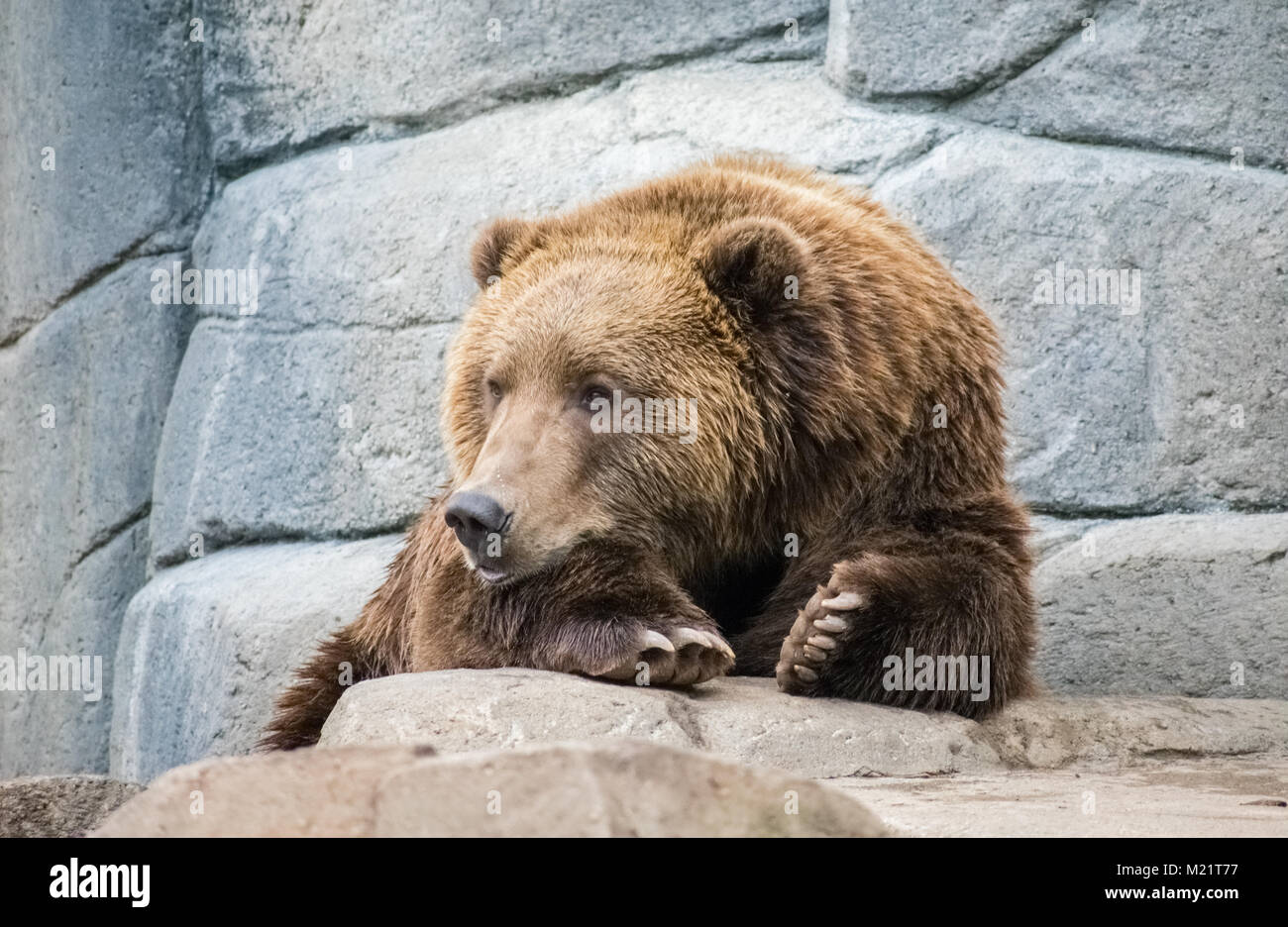 Isolated Bear Looking Left Stock Photo - Alamy