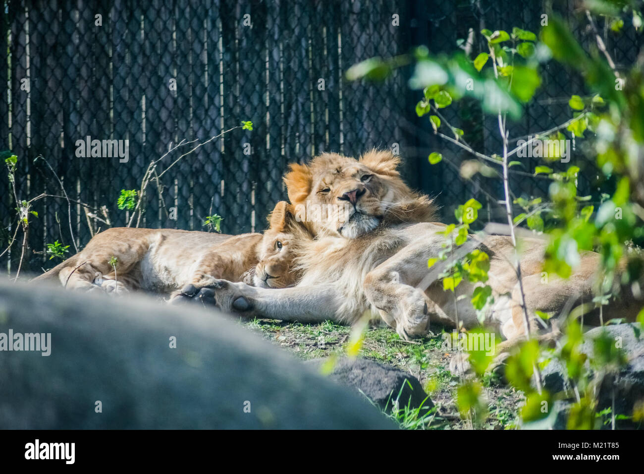 Lion Couple Cuddling Stock Photo - Alamy