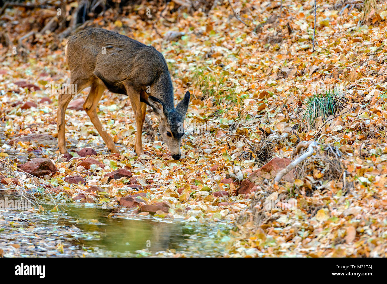 Mule Deer (Odocoileus hemionus) in Zion National Park Stock Photo - Alamy