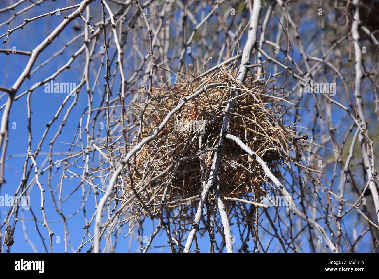 Birds nest in tree Stock Photo - Alamy