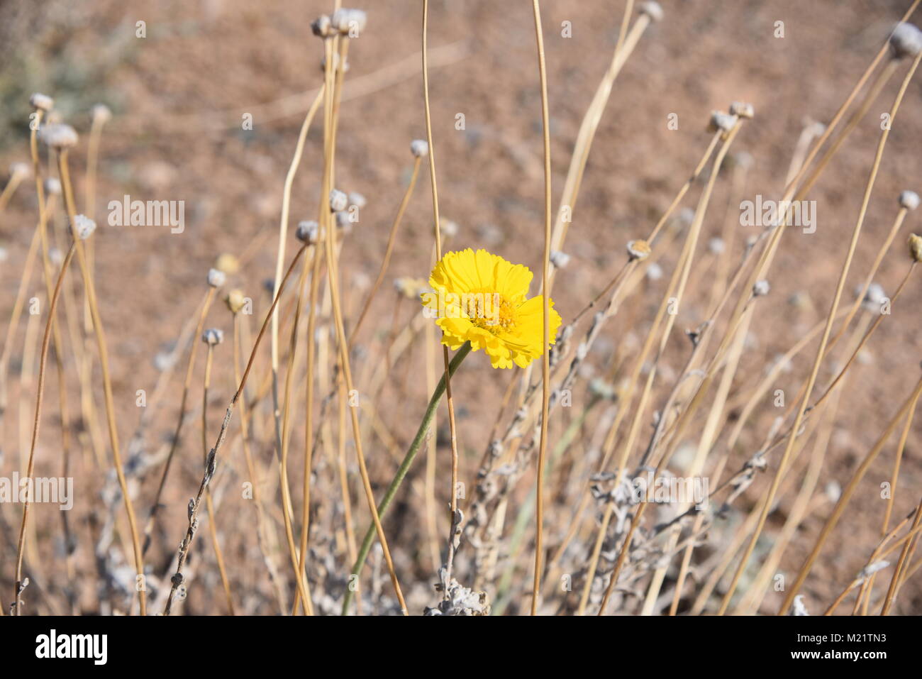 Yellow flowers in field Stock Photo - Alamy